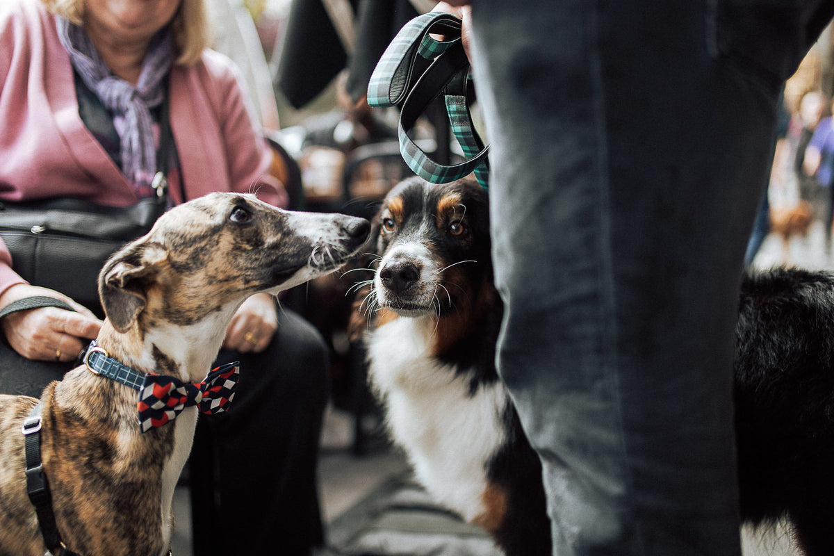 Funny & Odd Dog Behaviours Explained | Get WAG