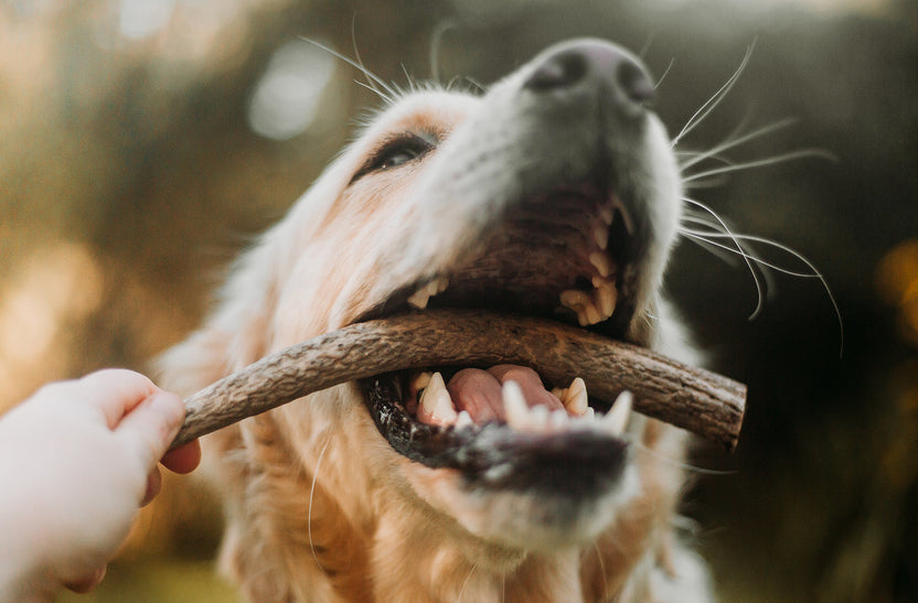 Healthy Dog Gums Vs Unhealthy Dog Gums - What to Look For | WAG