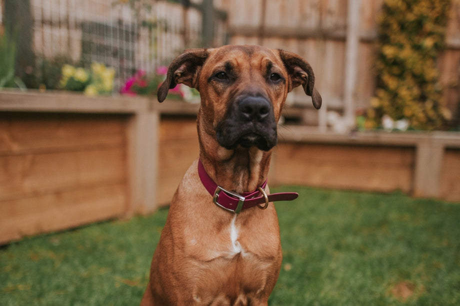 How to House Train a Dog | WAG