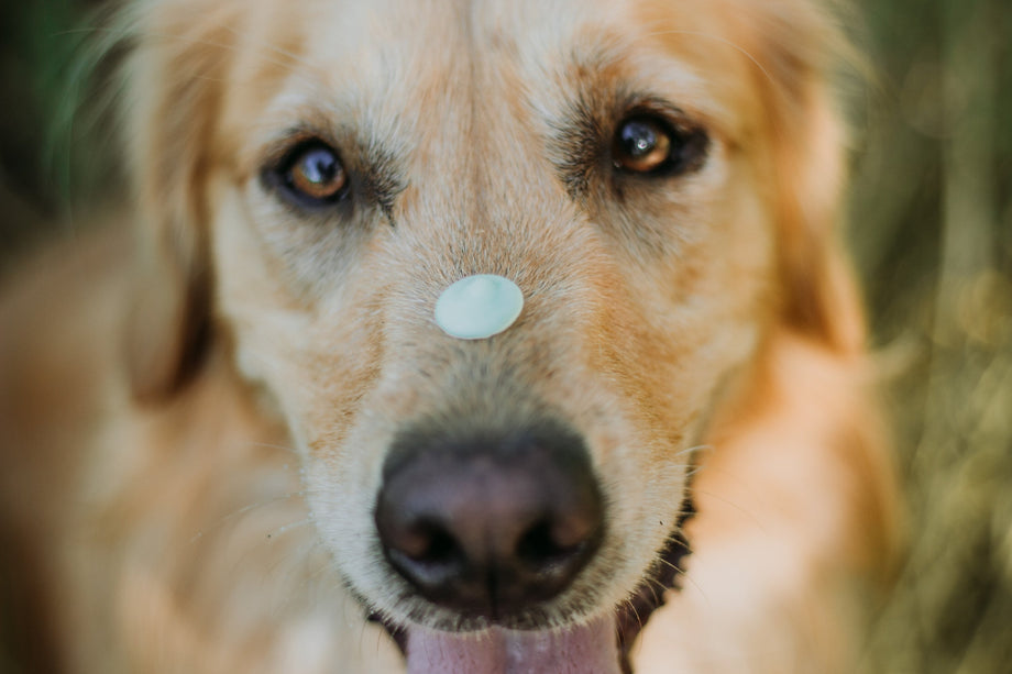 The Benefits of Positive Reinforcement Dog Training | Get WAG